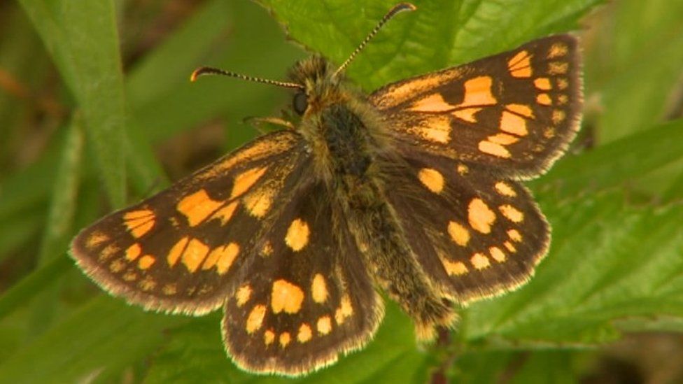 The Big Butterfly Count: Are these the most beautiful butterflies ...