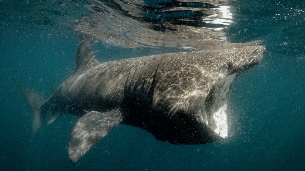 David Attenborough: New BBC series all about British Isles - BBC Newsround