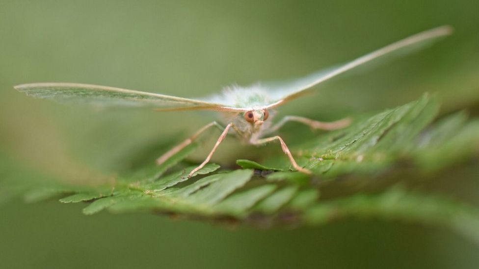 Beastie joys: Photographer's love of Scottish bug life - BBC News