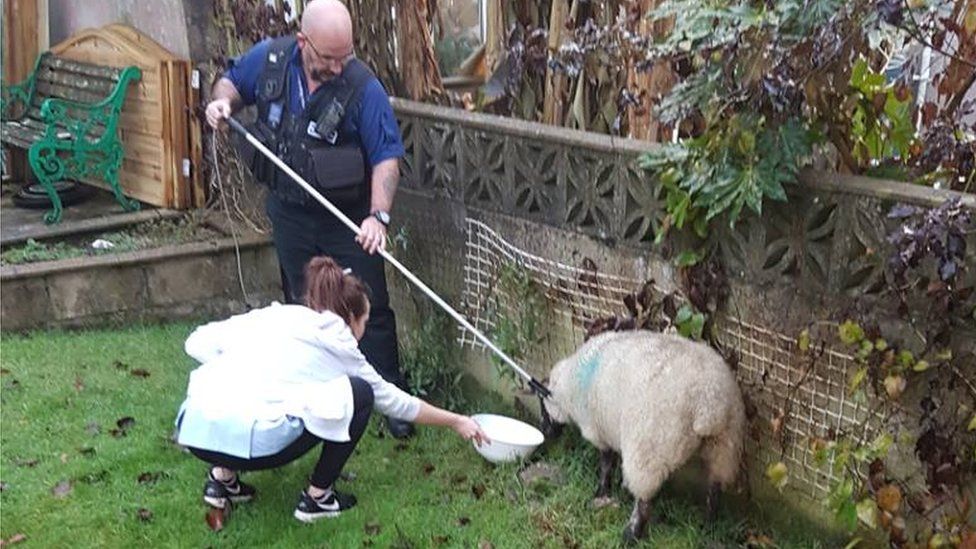 'Running amok' sheep cornered by cops in Plympton - BBC News