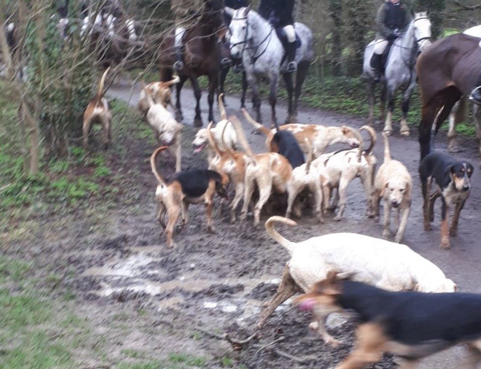 Hertfordshire alpaca farm in lockdown after hunt terror - BBC News