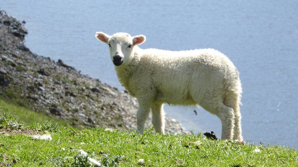 Tinneas a' phlùic an Leòdhas sna Hearadh - Naidheachdan a' BhBC