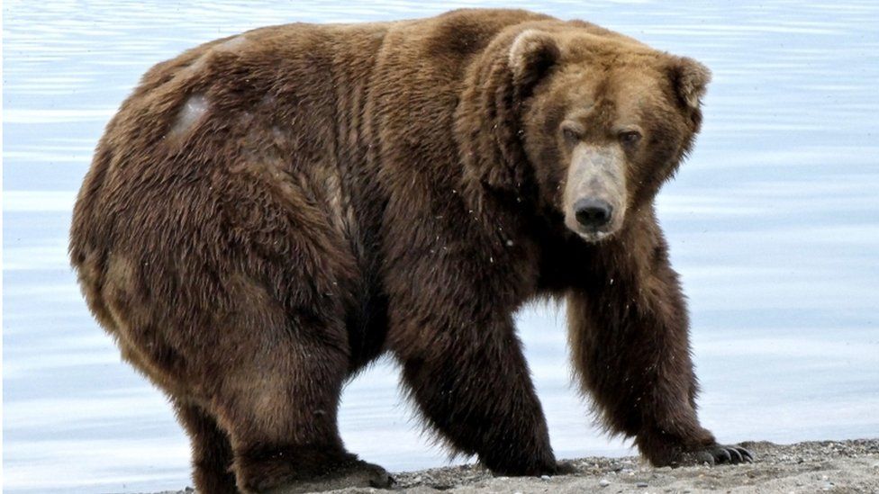 Fat Bear Junior: Meet the cubs competing in this year's contest! - BBC ...