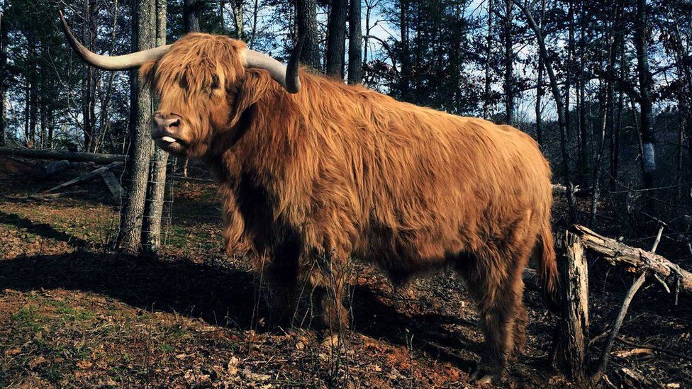 American's passion for Highland cattle - BBC News