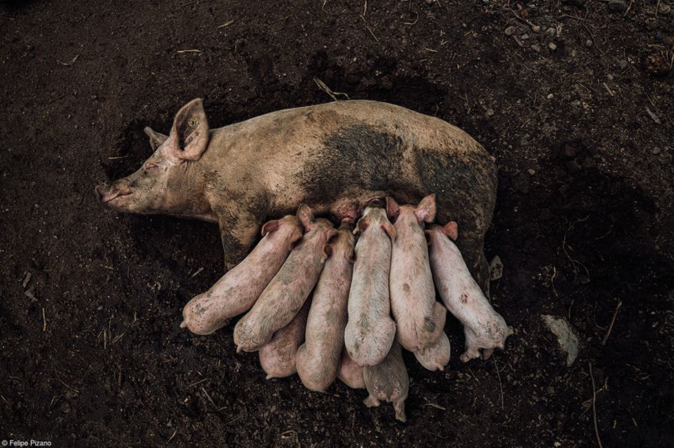 Slurping Spaghetti and other food photo contest winners - BBC News