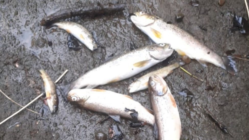 Ballinderry River: Fish kill investigated in County Tyrone - BBC News