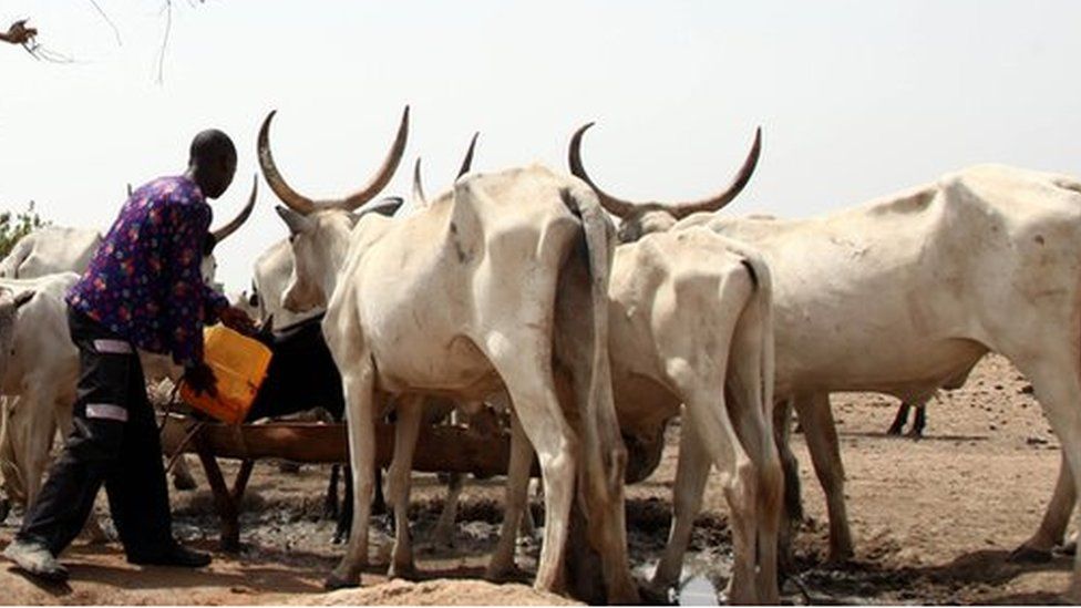 Nigeria grazing ban to stop deadly cattle wars - BBC News