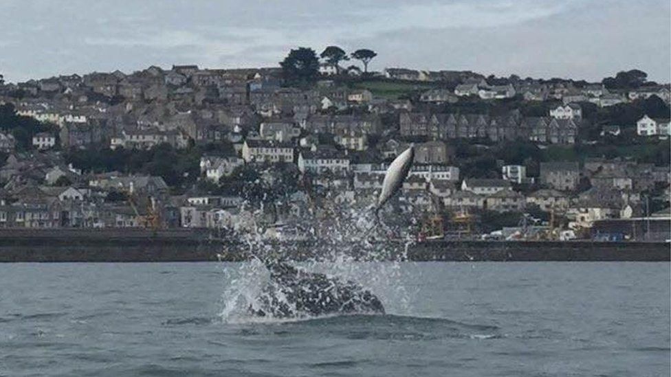 Dolphin pictured killing porpoise by flipping it into air - BBC News