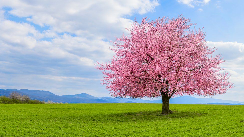 QUIZ: Can you name the tree? - BBC Newsround