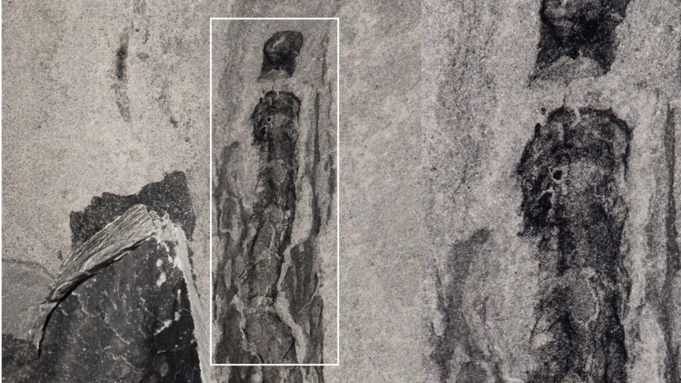 Scientists find 'oldest human ancestor' - BBC News