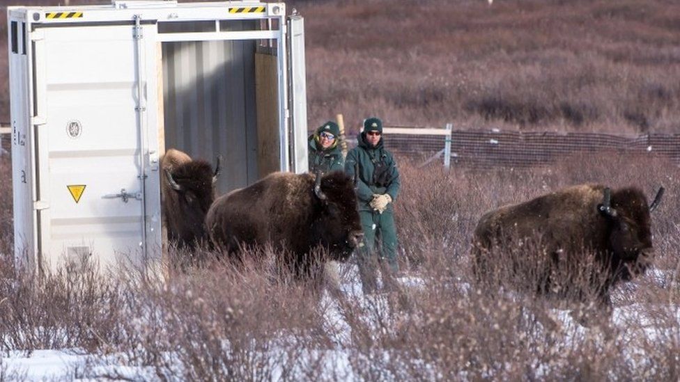 Bison return to Banff national park in Canada - BBC News