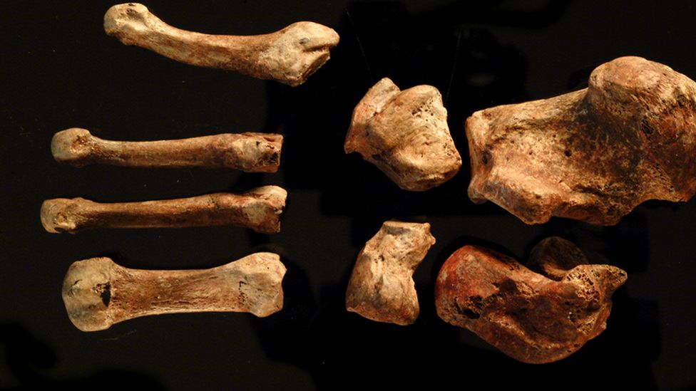 Bachgen, 9, yn dod o hyd i ffosil 200 miliwn oed ar draeth - BBC Cymru Fyw