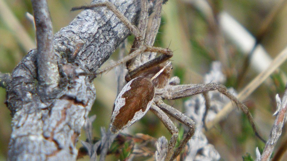 Scotland-wide survey of spider species - BBC News