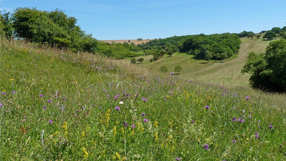 South Downs golf course becomes haven for rare butterflies - BBC News