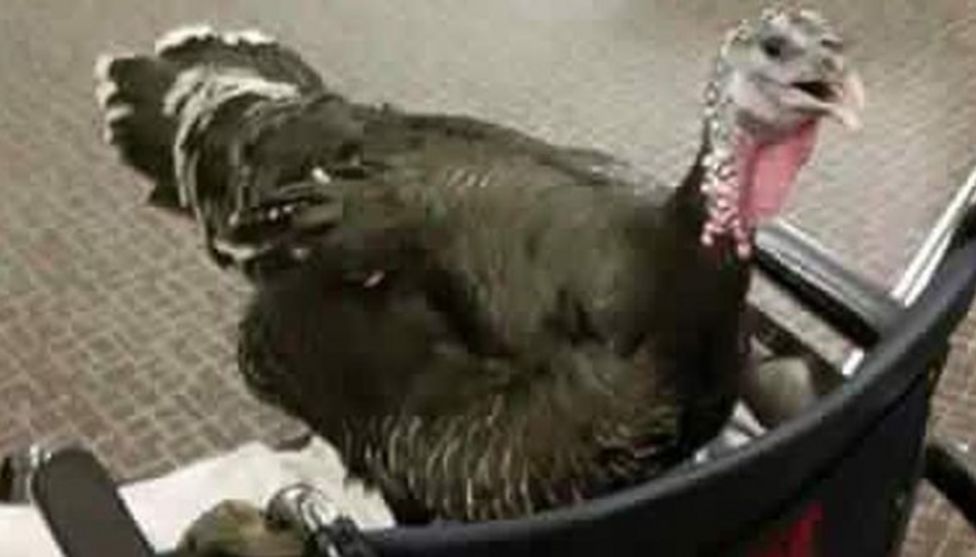 Turkey takes a flight on US plane - BBC Newsround