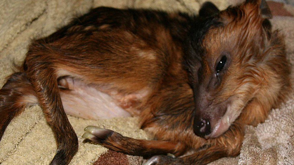 Dead doe's fawn saved by roadside Caesarean in Cromer - BBC News