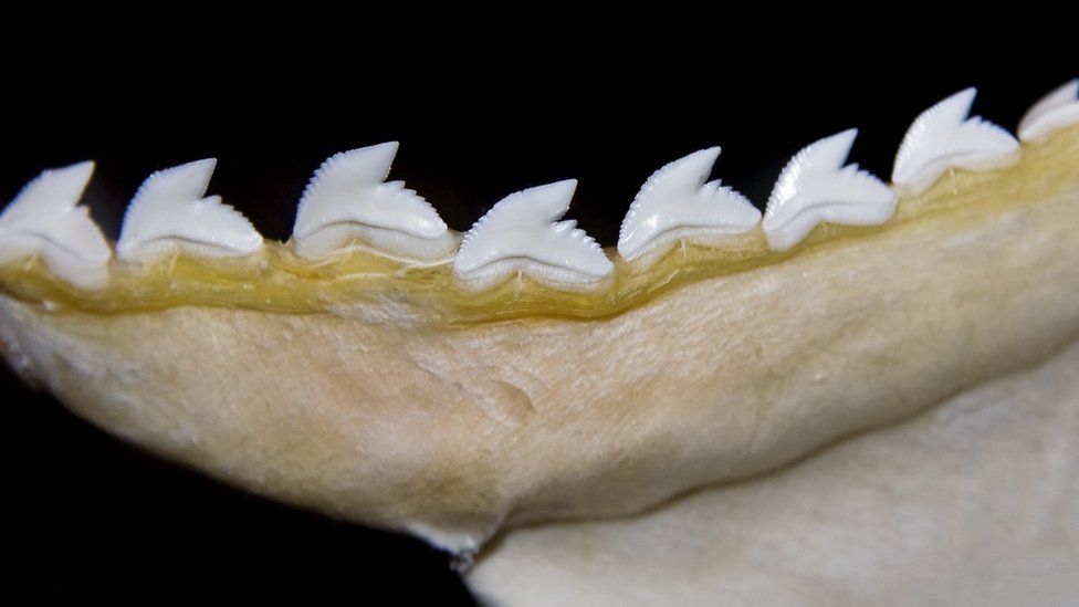 Pictures: Check out these teeth from the animal world - BBC Newsround