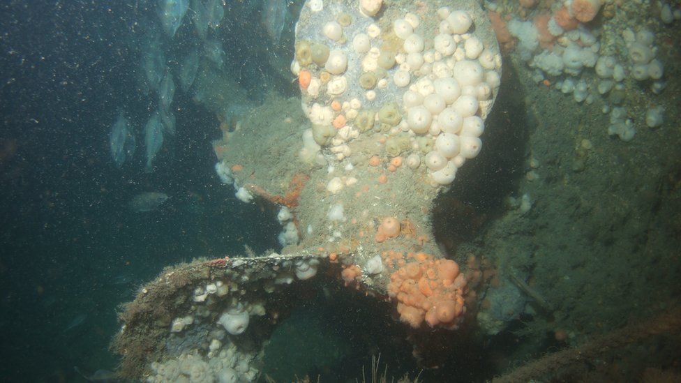 U-boat dive death was "accidental" - BBC News