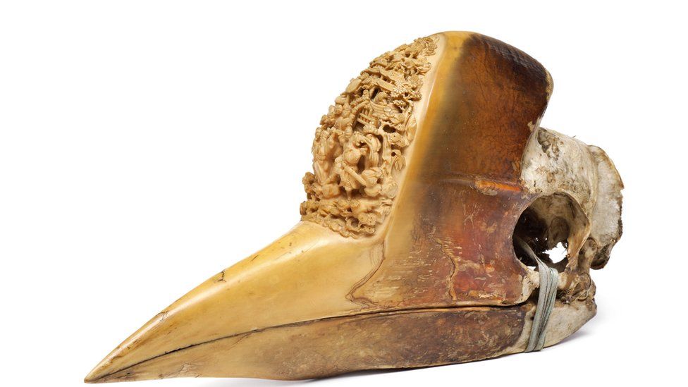 'Flying ivory' hornbill bird gains extra protection - BBC News