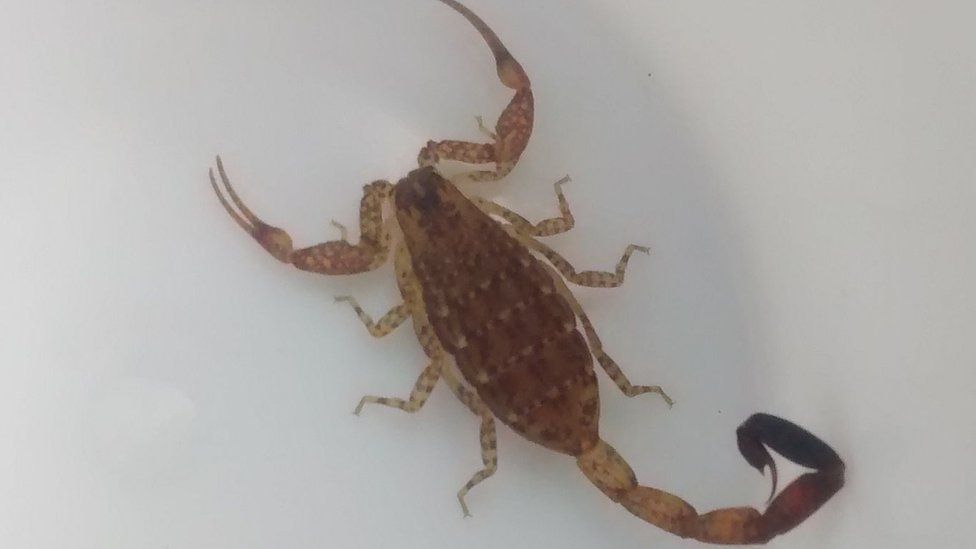 Plymouth roofers find scorpion in box of slates - BBC News