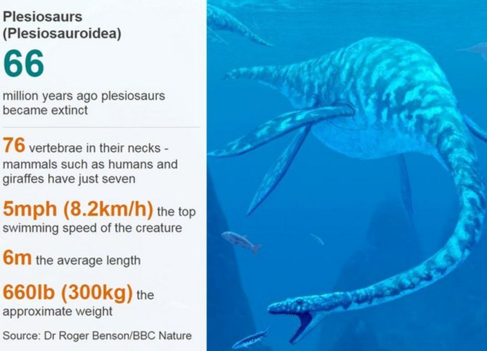 Plesiosaur 'sea monster' bones put back together - BBC News