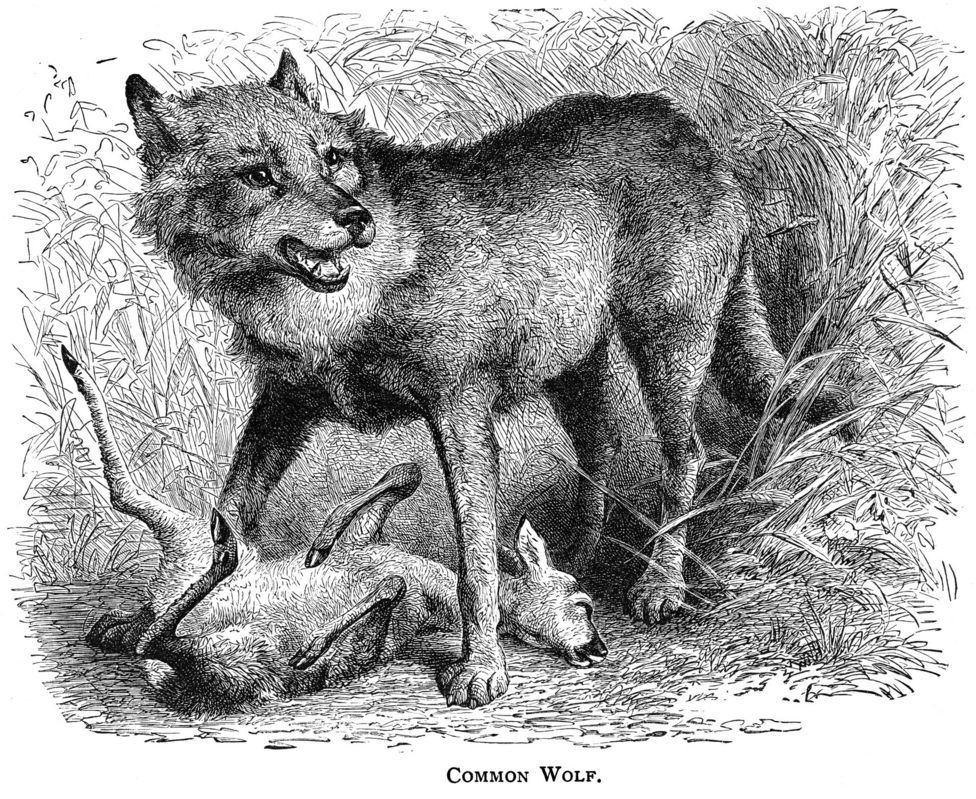Folklore: Who killed the last wolf in Wales? - BBC News