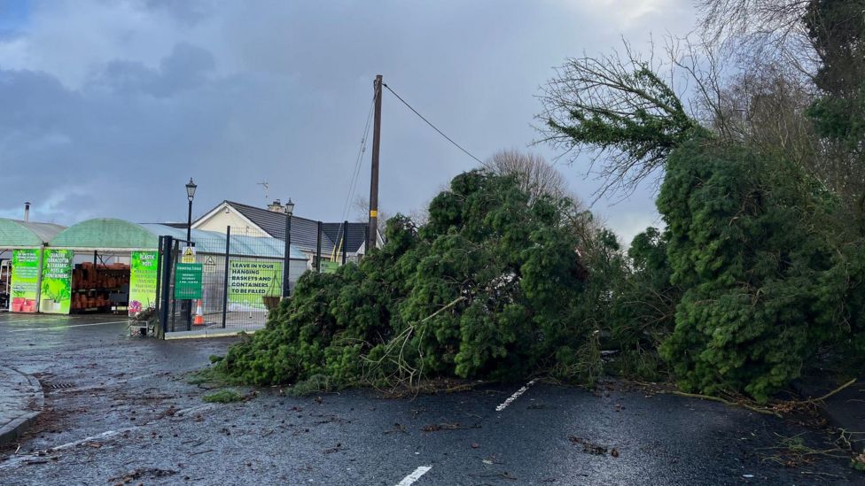 In pictures: Storm Isha brings down trees across Northern Ireland - BBC ...