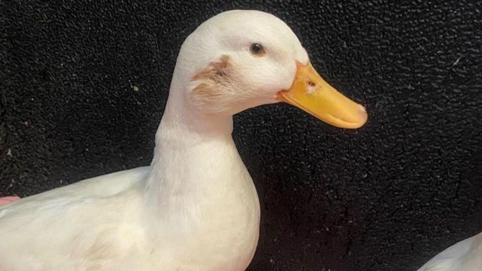 Stoke-on-Trent: Duck rescued after being shot in face - BBC News