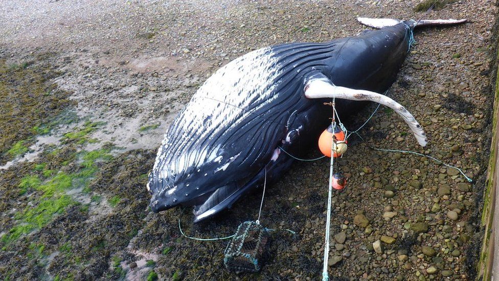 The Scottish project trying to save entangled whales - BBC News