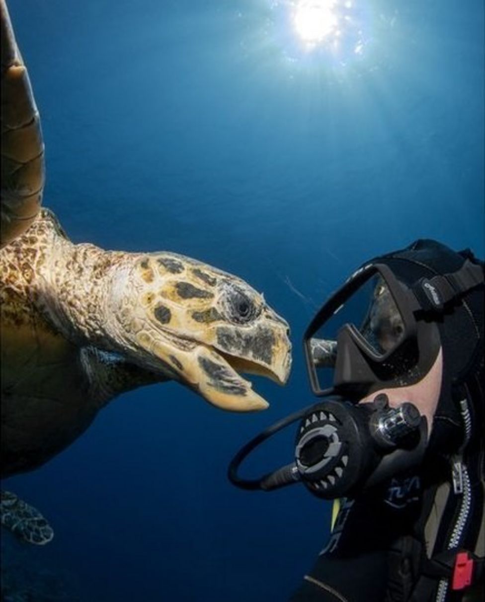 World Oceans Day: Check out these amazing ocean pics - BBC Newsround
