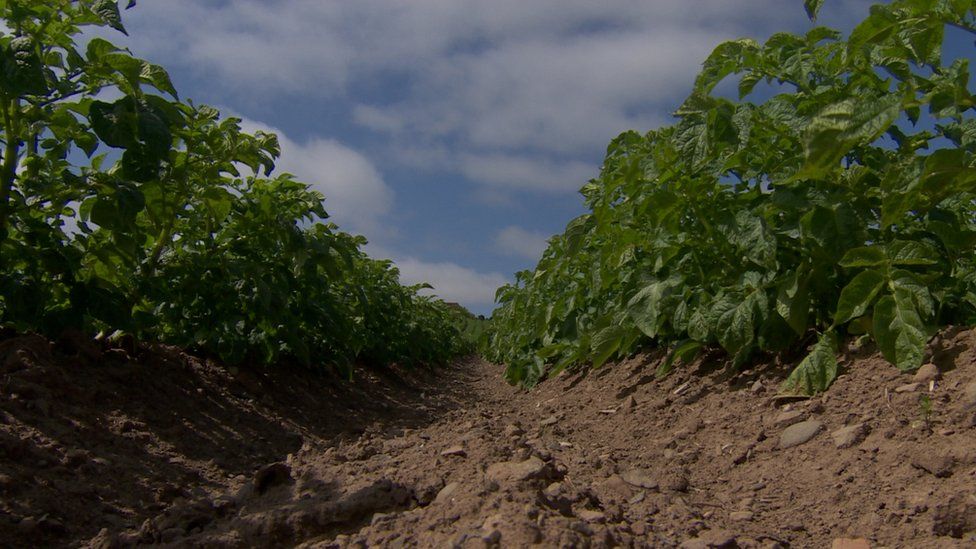 Northern Ireland potato crops being hit by changing weather - BBC News