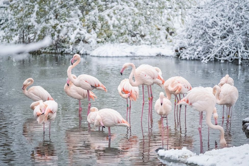 Wildlife: These zoo animals have been playing in the snow - BBC Newsround