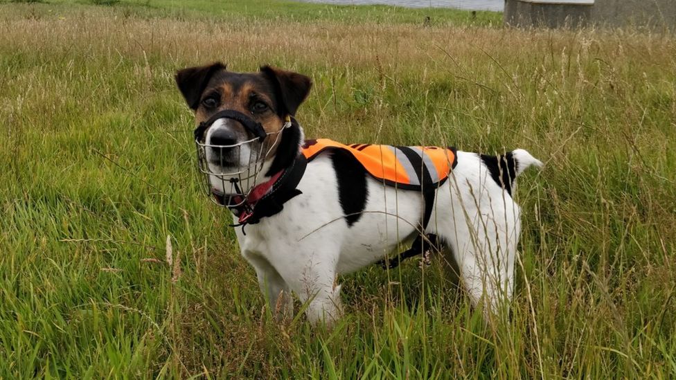 Orkney stoat eradication project awarded £6m - BBC News