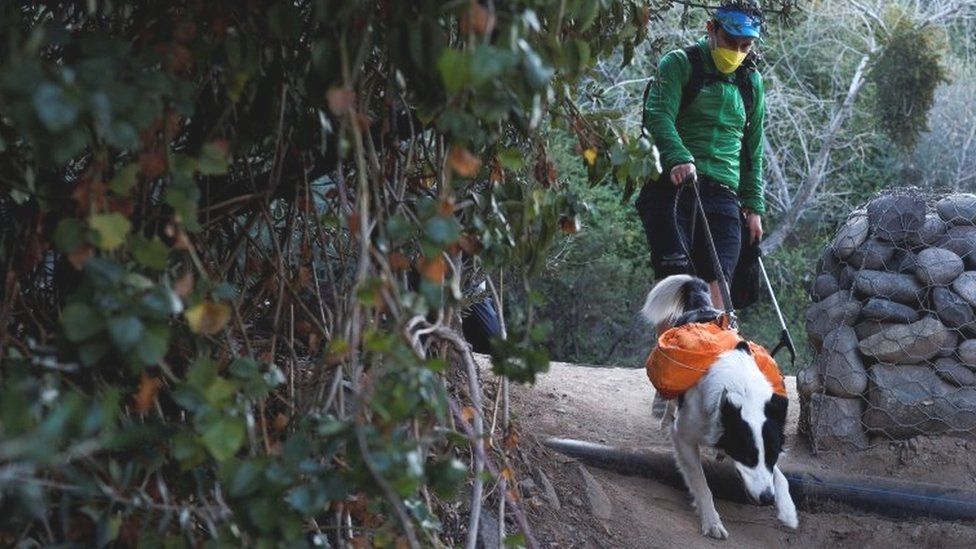 Meet Sam the environmental activist dog! - BBC Newsround