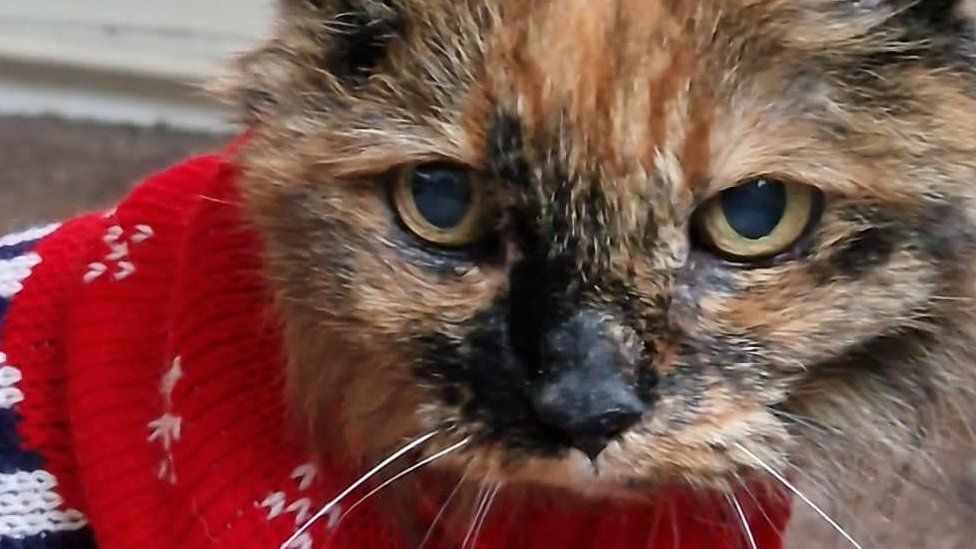 Cat killer fears in Elm after pet's 'brutal' mutilation - BBC News