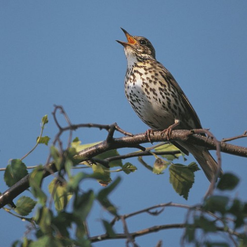 10 aderyn mwya' cyffredin yr ardd 2023 - BBC Cymru Fyw