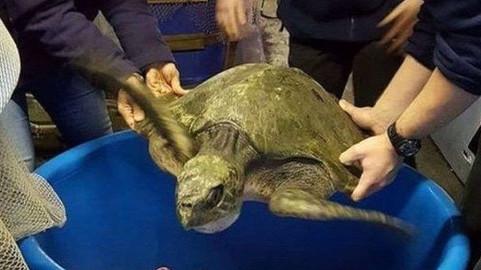 Anglesey Zoo 'delighted' with recovery of rare sea turtle - BBC News