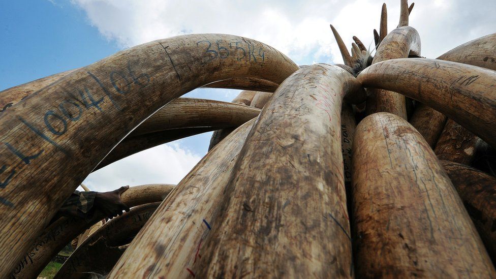 Species body says extra elephant protection could boost ivory trade ...