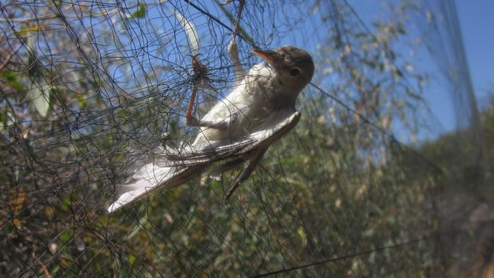No let-up in Cyprus bird poaching - BBC News