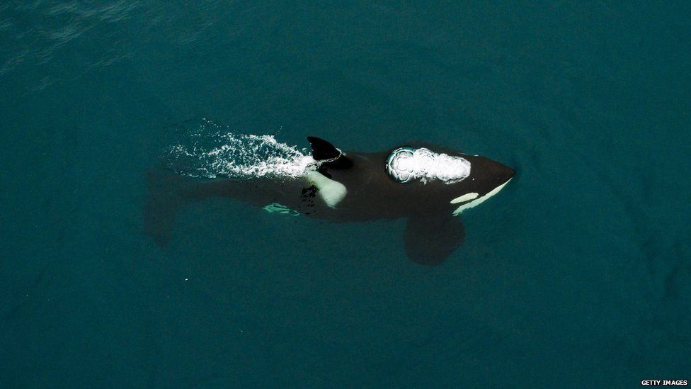 Pollution threatens the future of Killer Whales - BBC Newsround