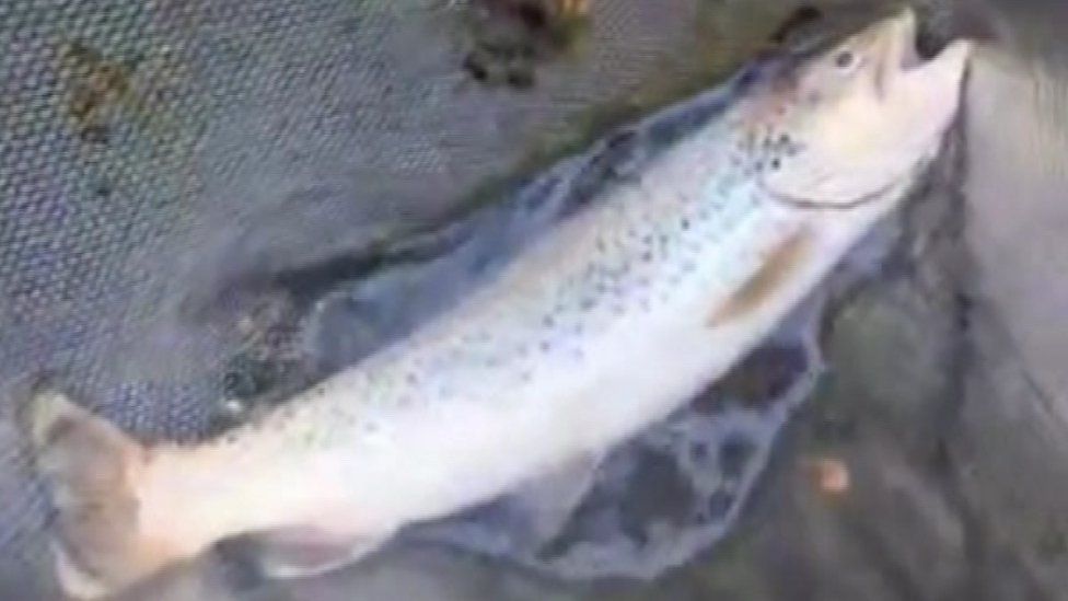 Armagh: Fish kill in Callan River worst ever, say anglers - BBC News