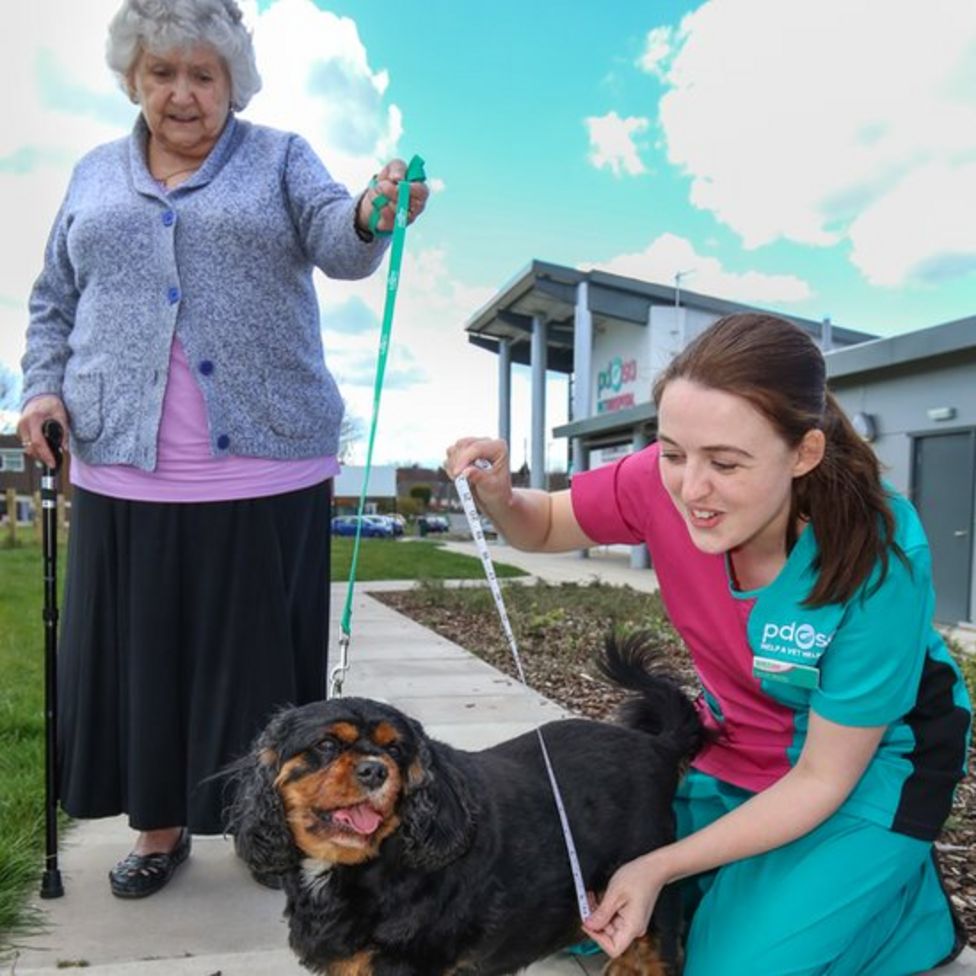Pet dog Oscar wins PDSA slimmer award - BBC News