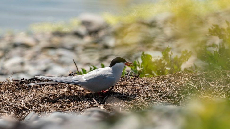 Bird flu ravages Anglesey's tern colonies prompting fears for future ...