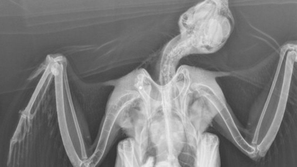 Peregrine falcon 'shot with air rifle' near Cambridge - BBC News