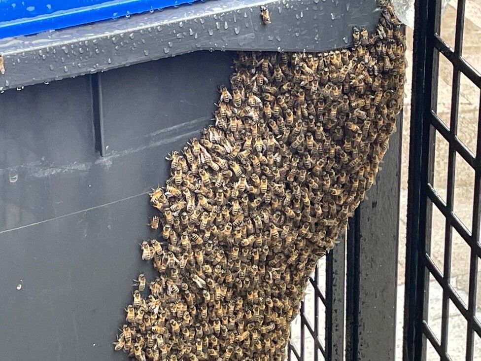 Huge bee swarm removed three days after closing Glasgow city centre bar ...
