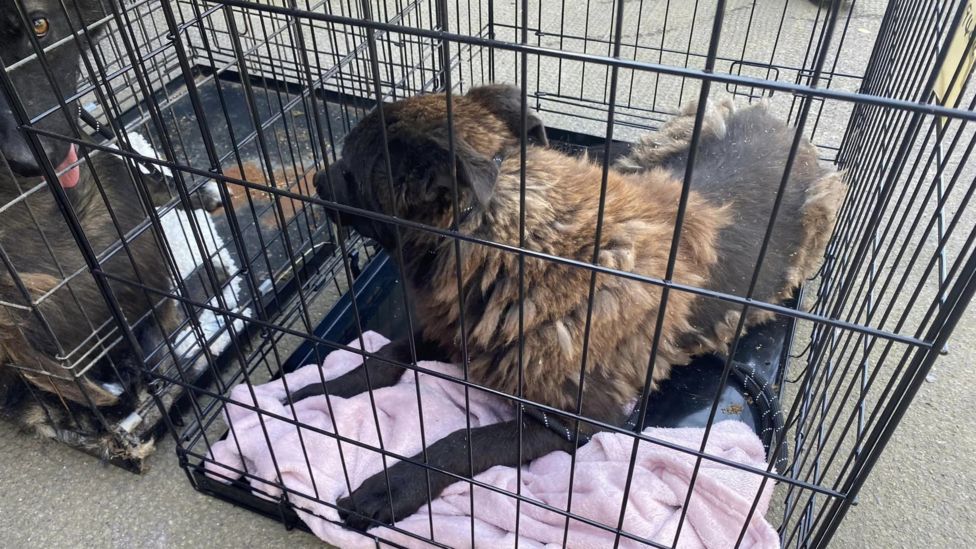 Dogs found roaming near Moffat are underweight and exhausted - BBC News
