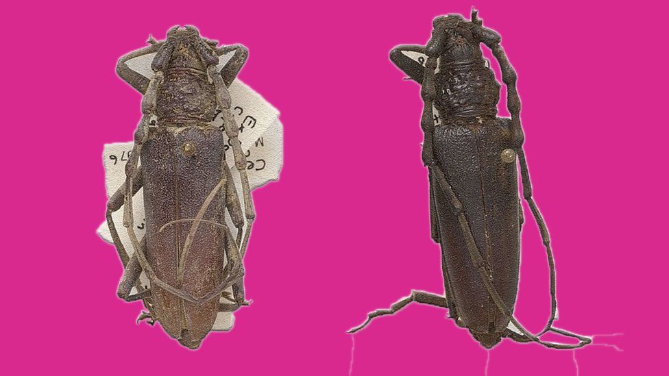 Tansy beetle: Rare insect gets a new home to secure its future - BBC ...