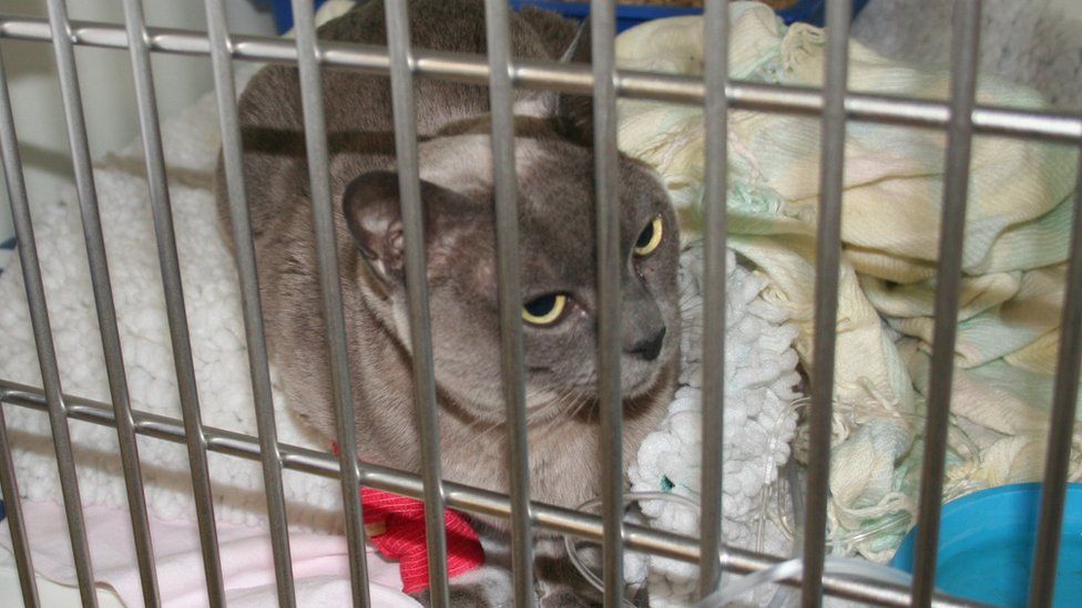 Near-death cat gets life-saving operation - BBC News