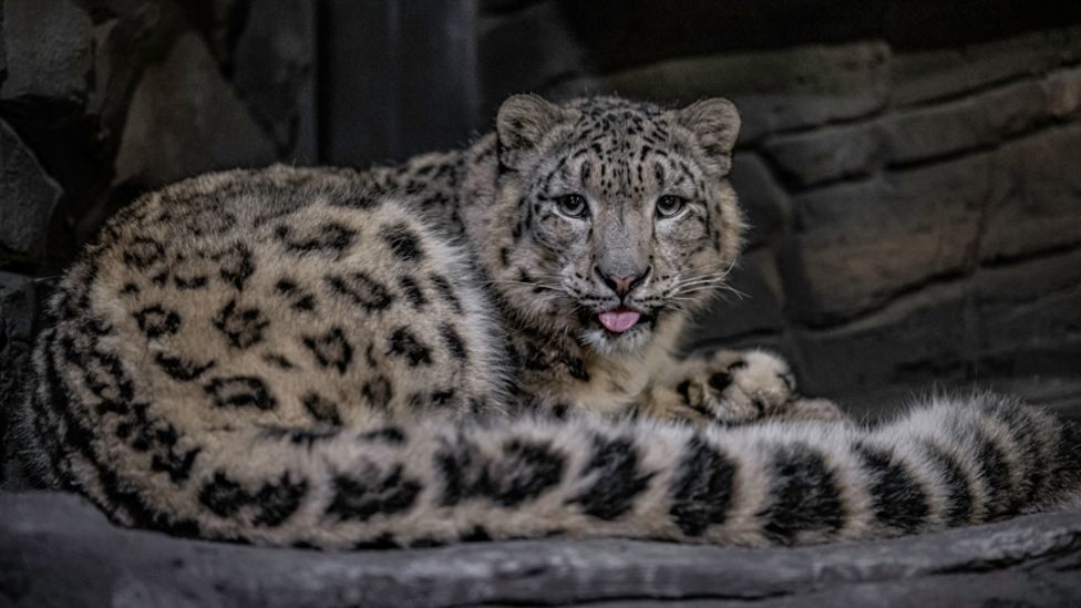 Chester Zoo welcomes first snow leopards in its 93-year history - BBC News