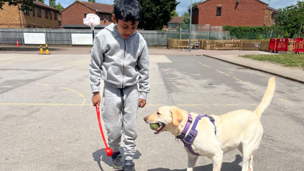 How rescue dog Harper is transforming Leicester school - BBC News